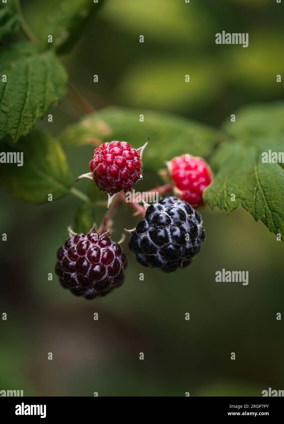 Close up of black raspberries in stages of ripening on bush Stock Photo ...
