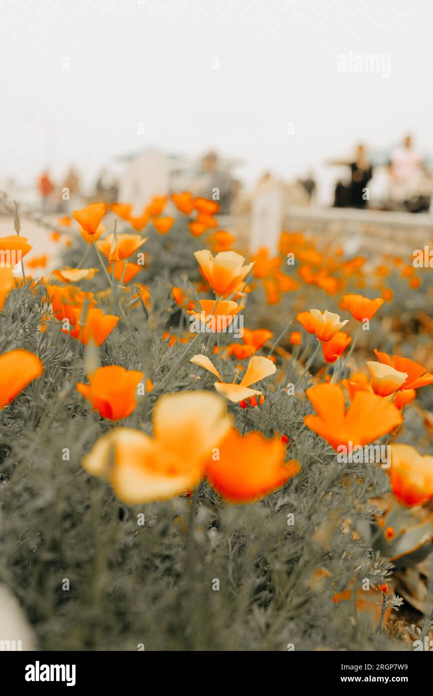 Poppy Flowers Growing Along La Jolla Beach Stock Photo - Alamy