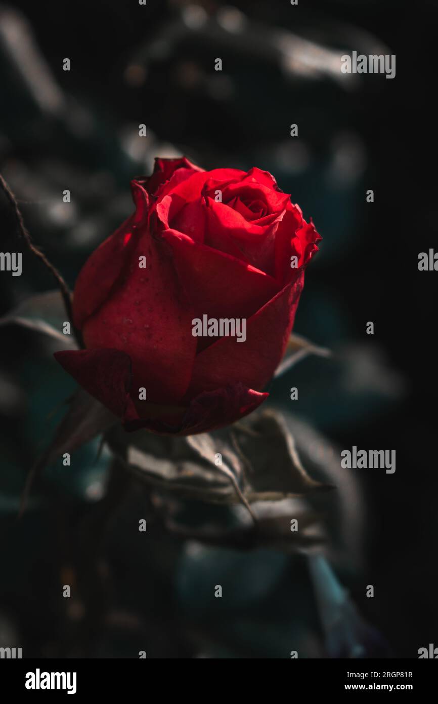 Nursery red rose hi-res stock photography and images - Alamy
