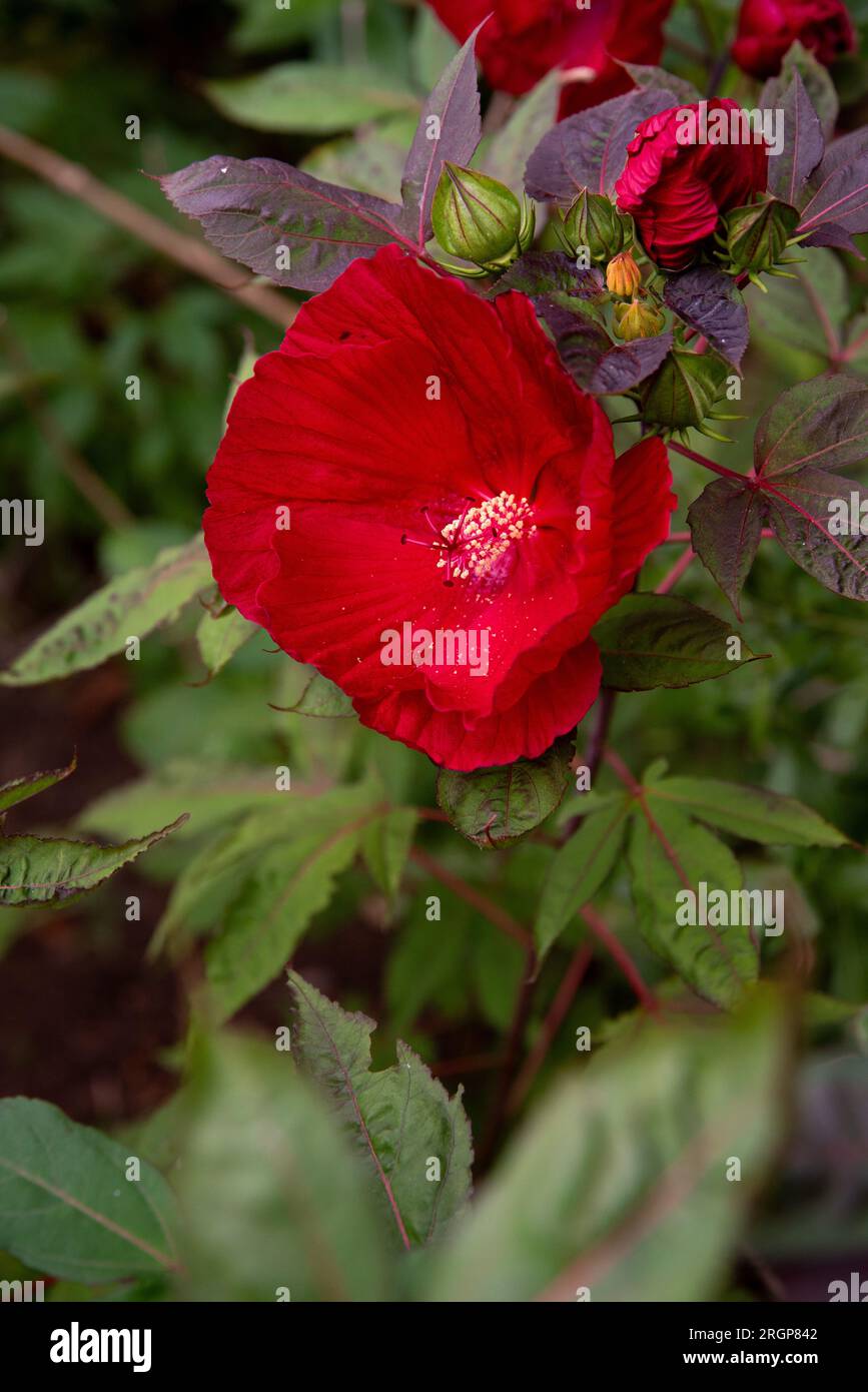 Giant flower hi-res stock photography and images - Alamy