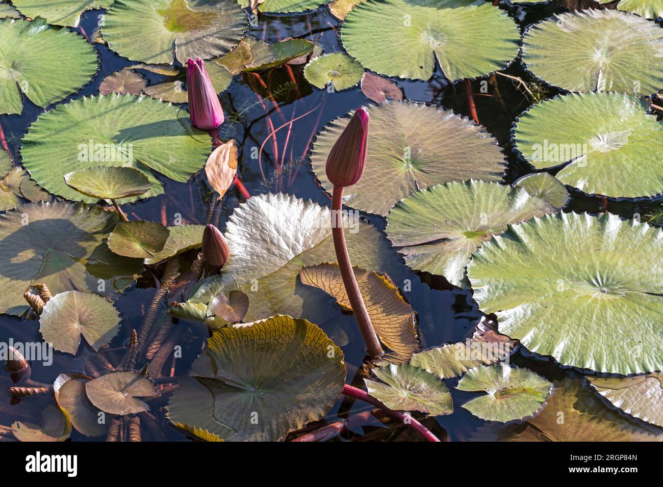 Dwarf water lily garden pond hi-res stock photography and images - Alamy