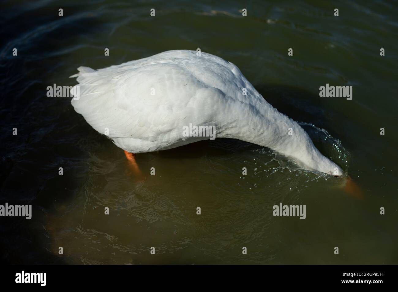 Goose lowered its head under water Stock Photo - Alamy