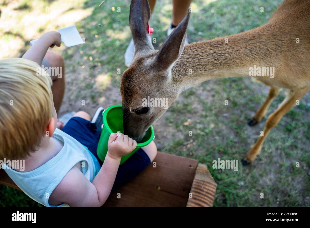 Deer Eating Food Out of Child's Bucket at Petting Zoo Stock Photo - Alamy