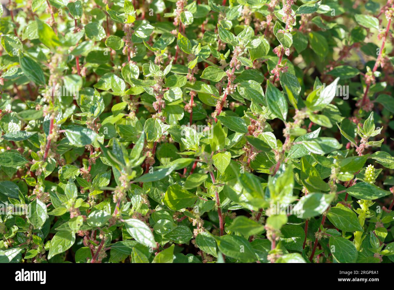 La parietaria des murs hi-res stock photography and images - Alamy