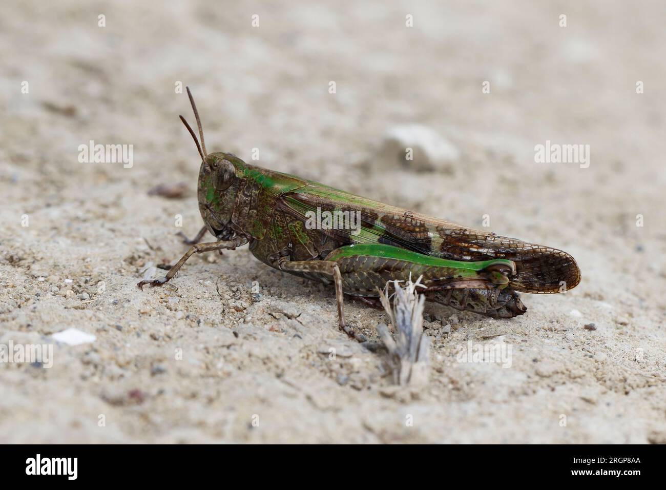 Braune Strandschrecke, Aiolopus strepens, Broad Green-winged ...