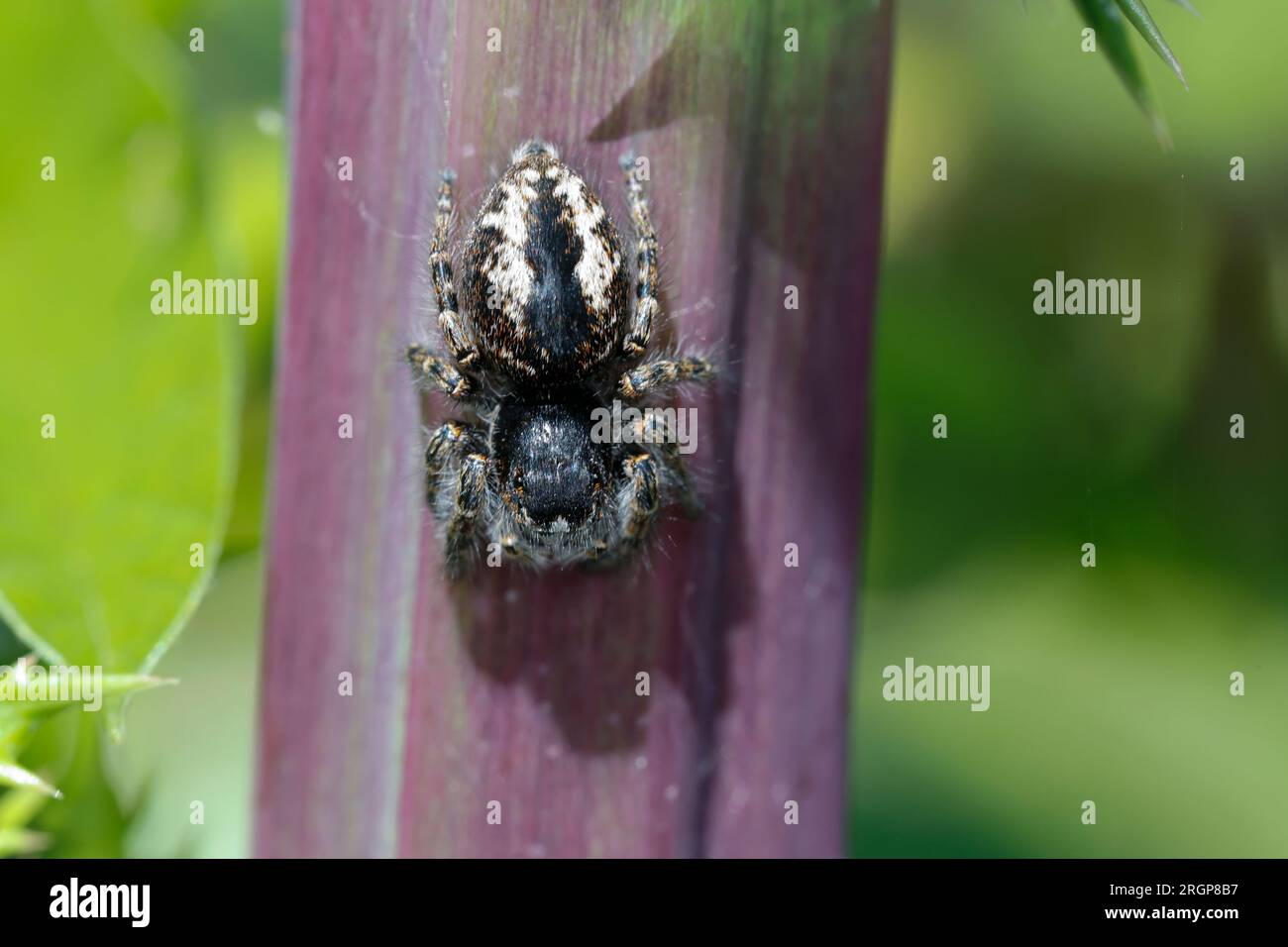 Goldaugen-Springspinne, Goldaugenspringspinne, Goldäugige Springspinne ...