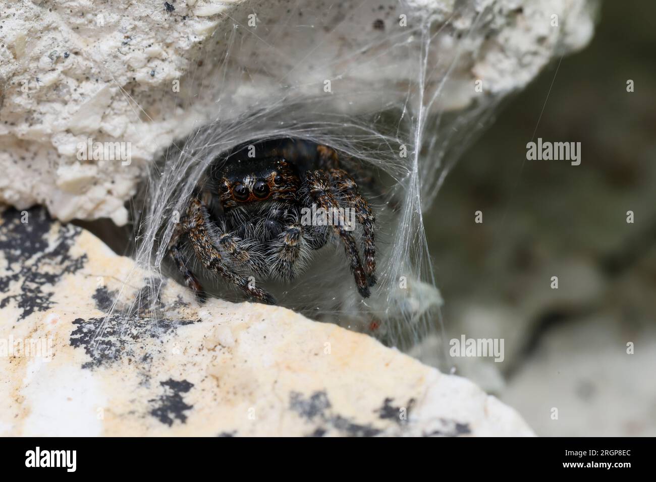 Goldaugen-Springspinne, Goldaugenspringspinne, Goldäugige Springspinne ...