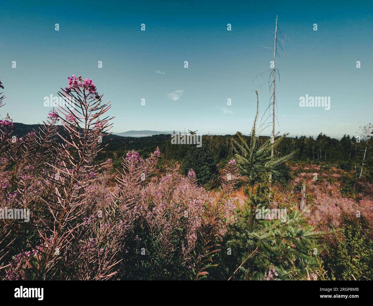 Bellingham washington town hi-res stock photography and images - Alamy