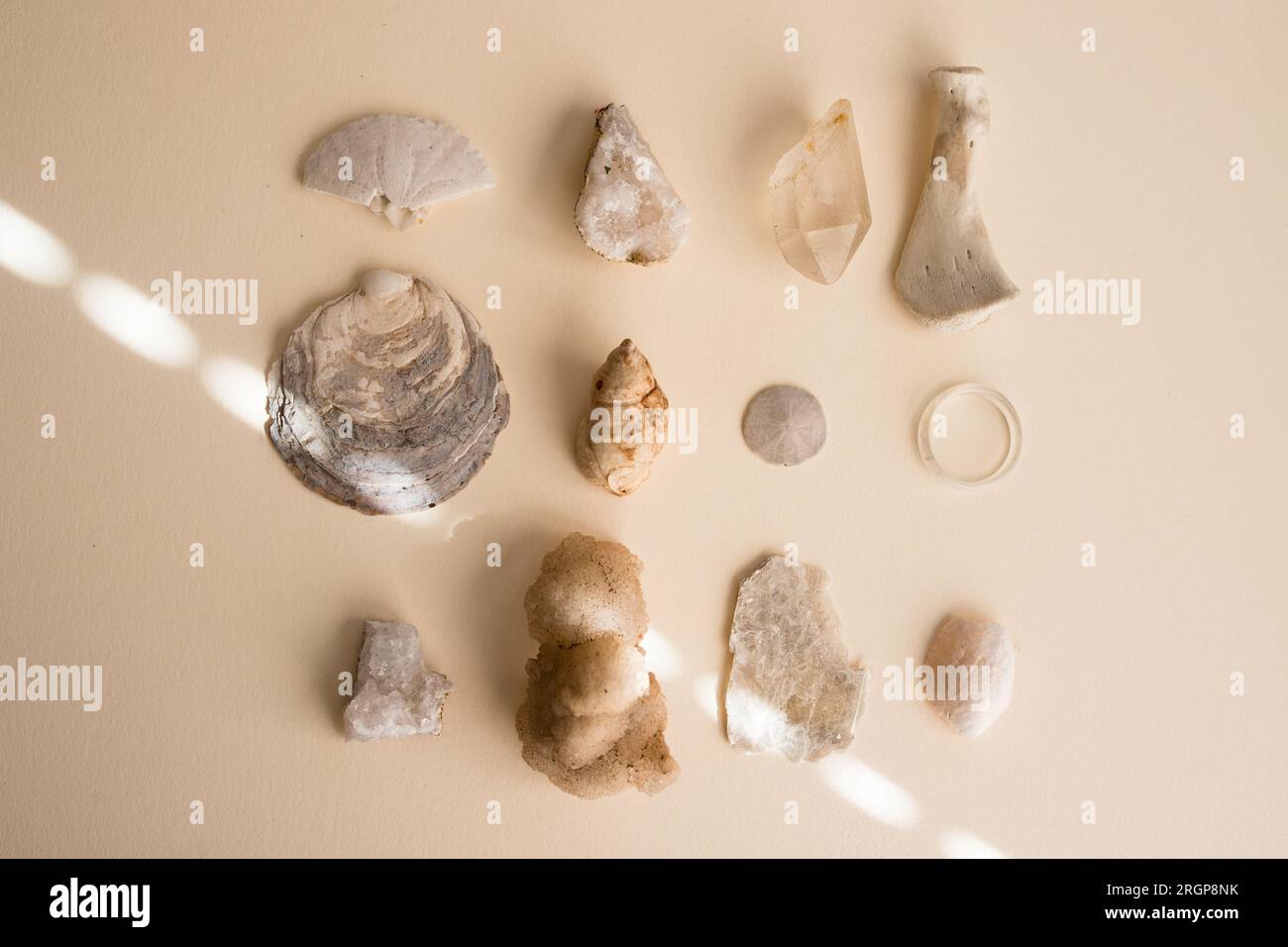 Collection of bones hi-res stock photography and images - Alamy