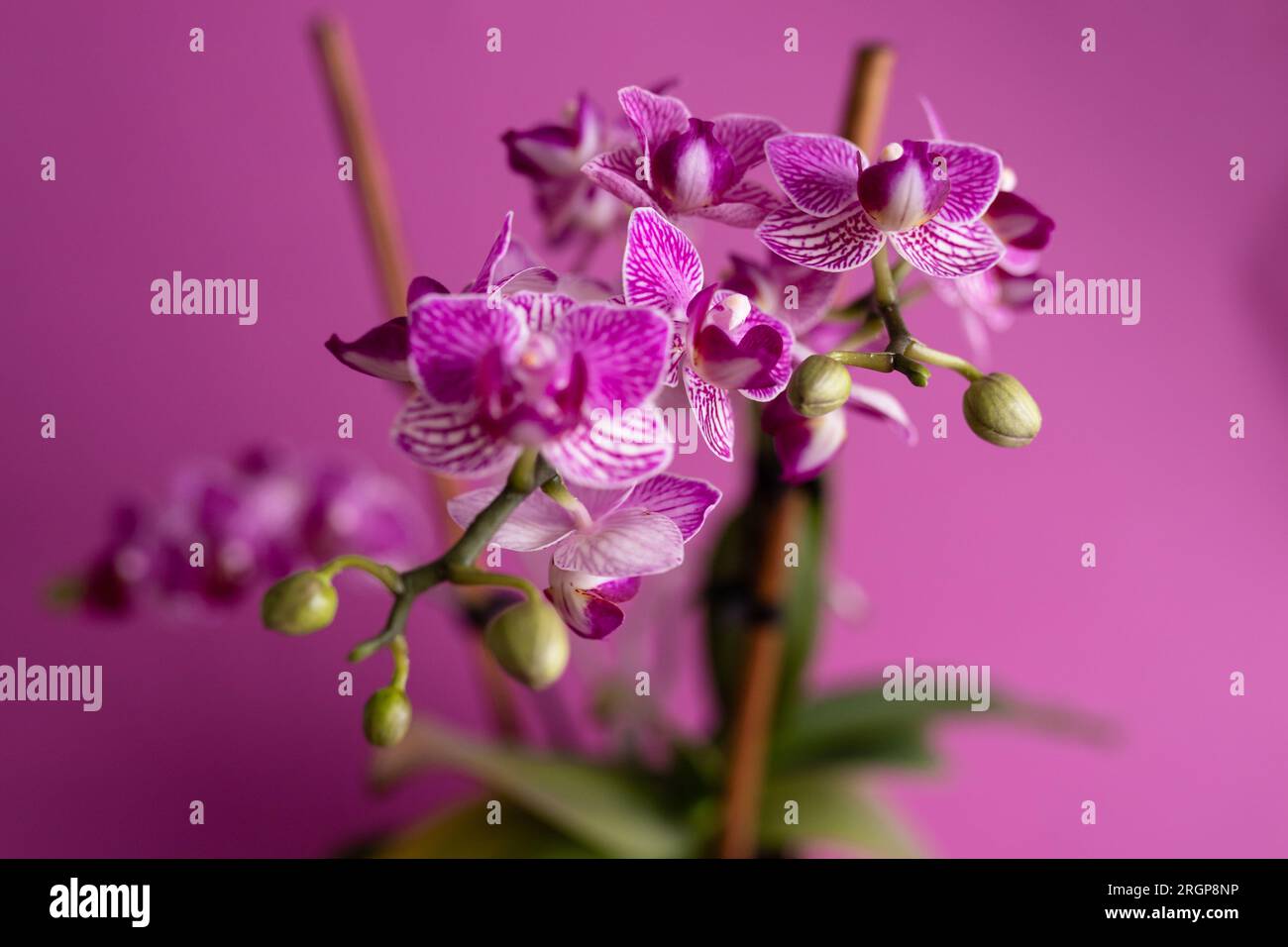Magenta orchid hi-res stock photography and images - Alamy