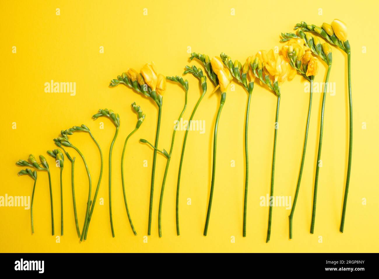 Yellow freesia flowers hi-res stock photography and images - Alamy