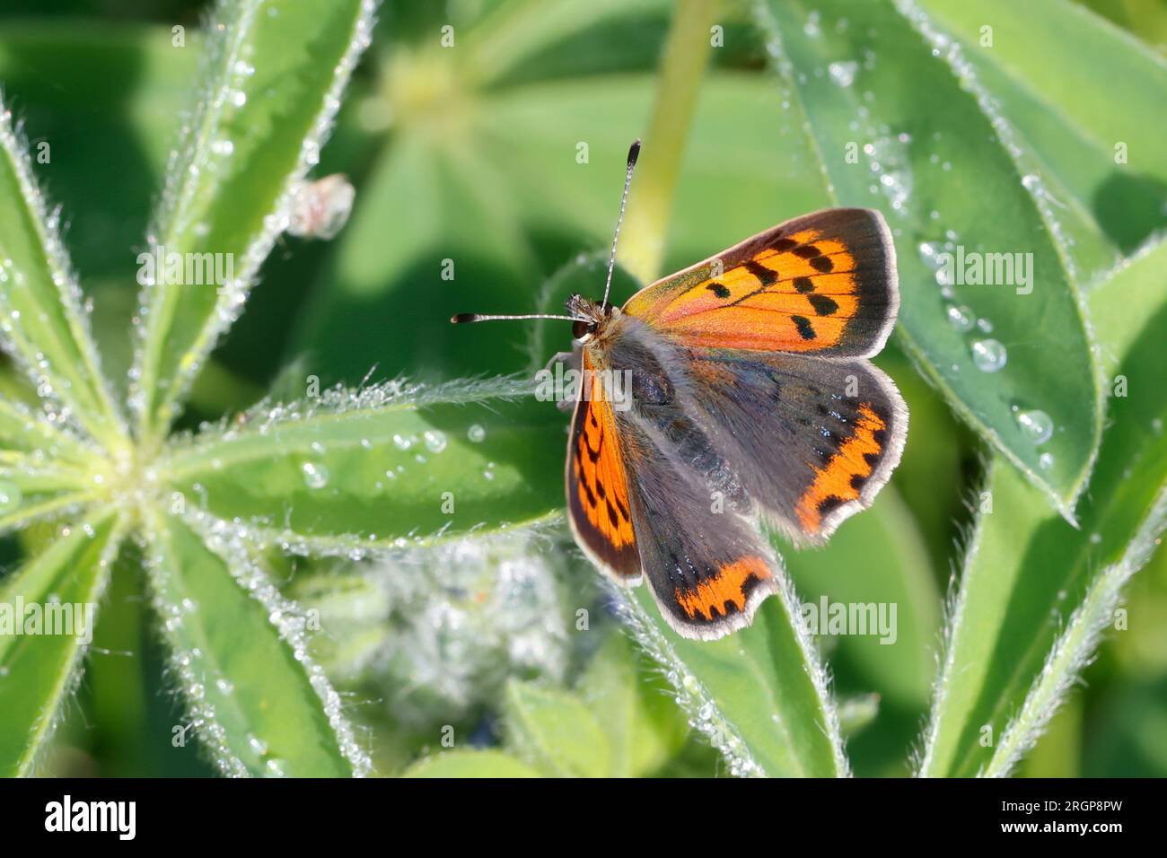 Kleiner Feuerfalter, Lycaena phlaeas, small copper, American copper ...