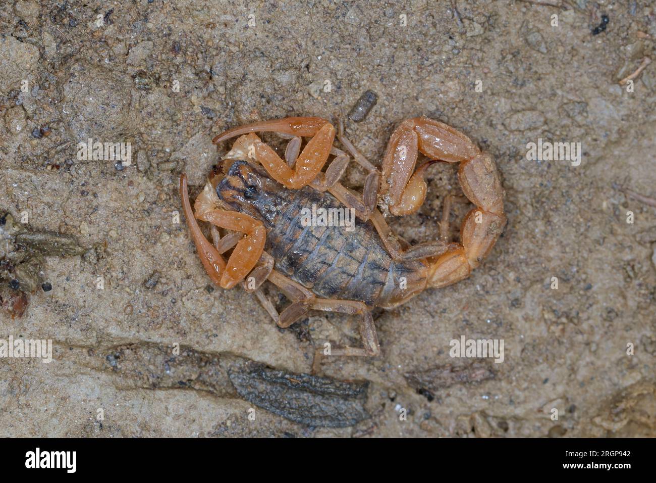 Gelber skorpion hi-res stock photography and images - Alamy