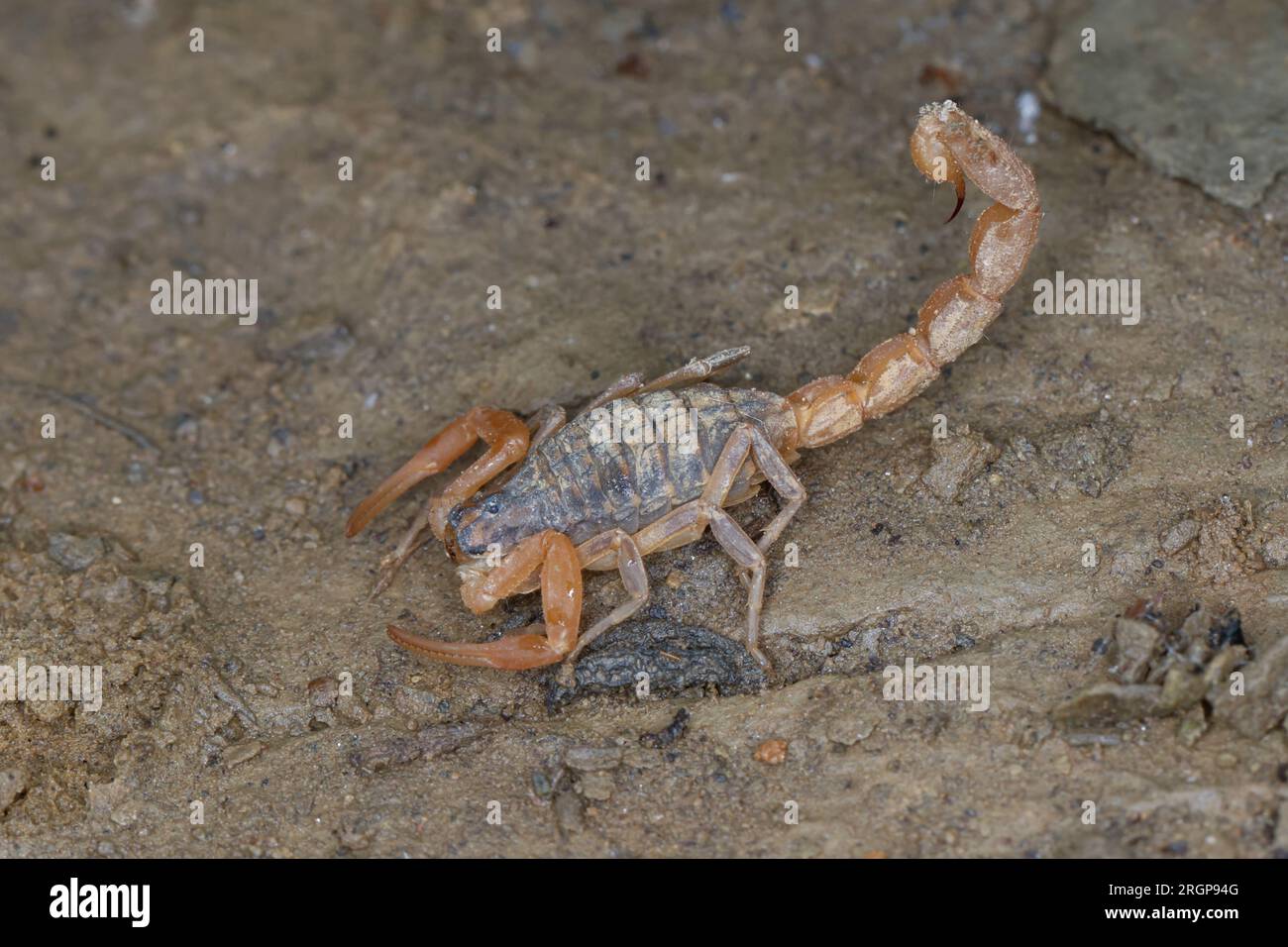 Gelber skorpion hi-res stock photography and images - Alamy