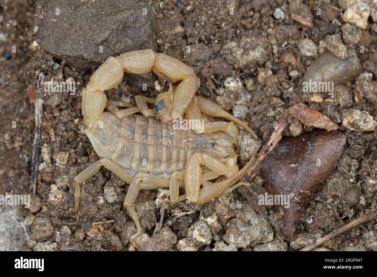 Aristoteles Skorpion, Aristotelesskorpion, Rindenskorpion, Rinden ... Aristoteles Skorpion, Aristotelesskorpion, Rindenskorpion, Rinden ...