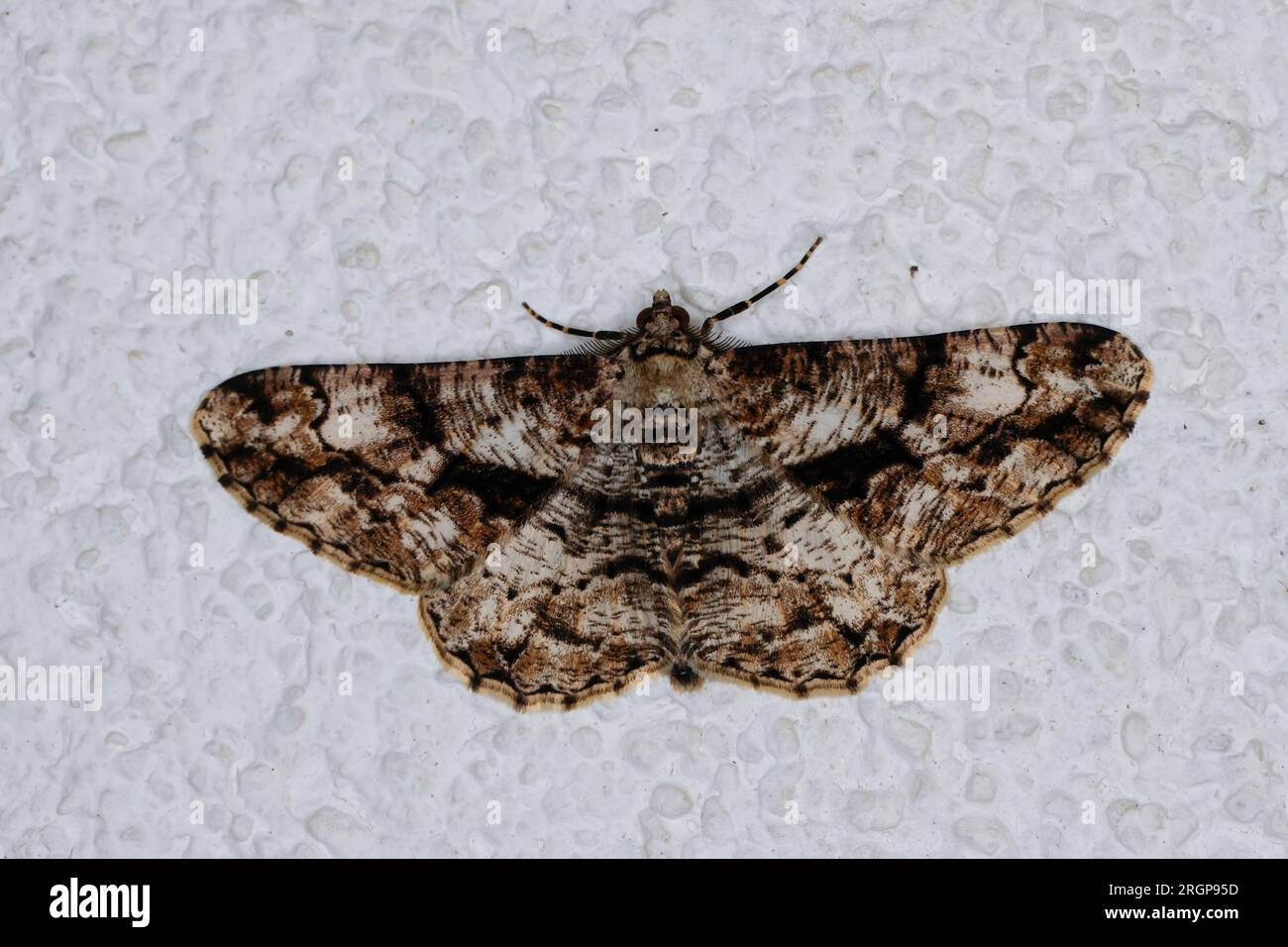 Spanner, Peribatodes umbraria, Boarmia matrensis, olive-tree beauty, la ...
