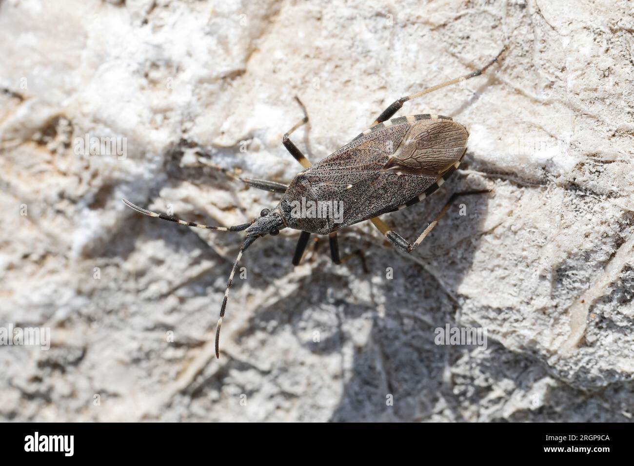 Dicranocephalus agilis hi-res stock photography and images - Alamy