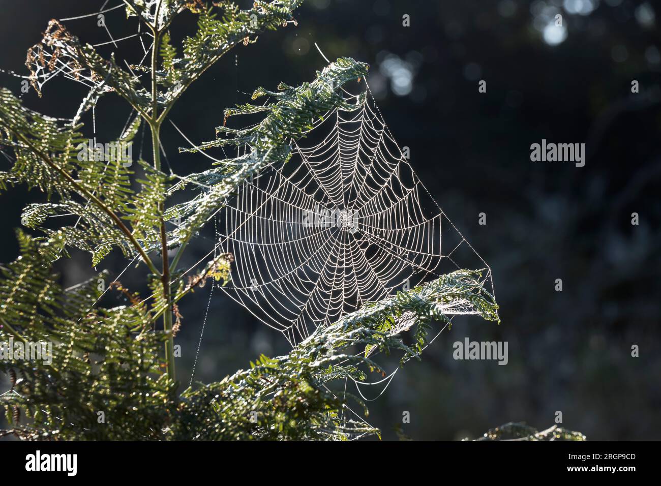 Cold and frosty night hi-res stock photography and images - Alamy