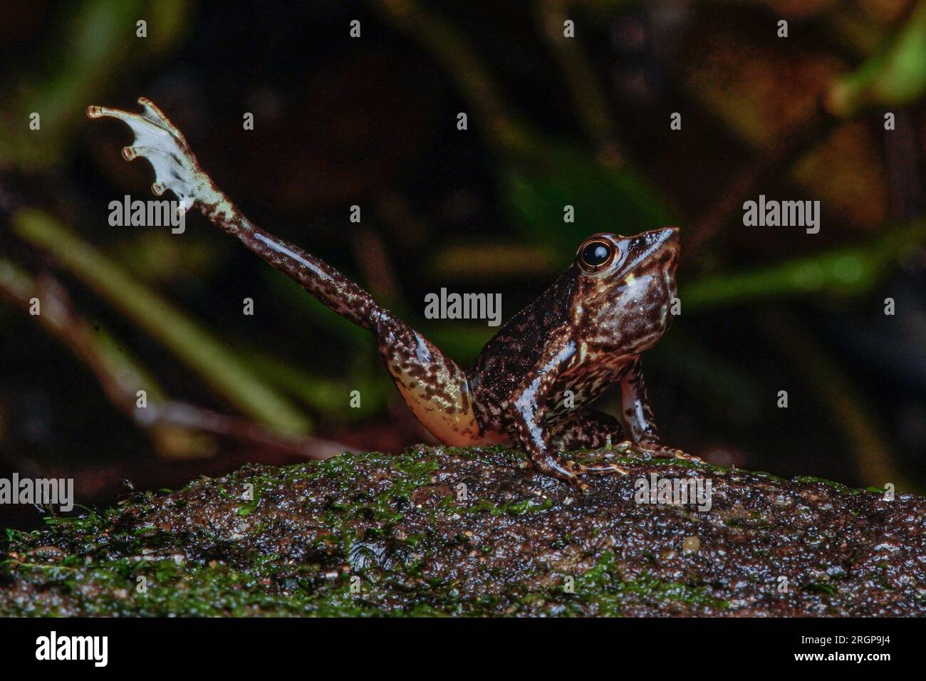 A dancing frog showing off his legs. KARNATAKA; INDIA: THESE ADORABLE ...