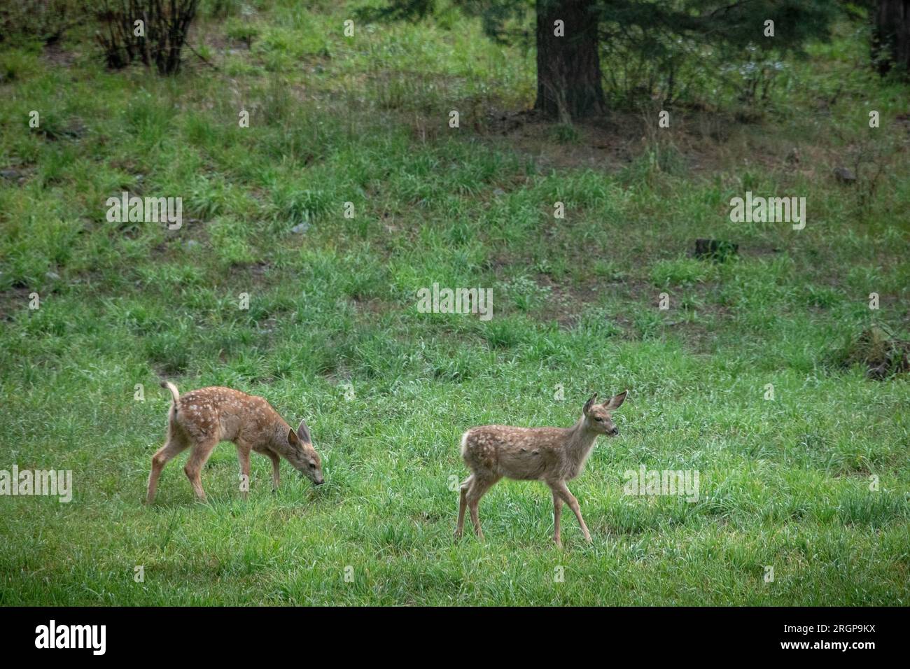 Baby deer in the San Juan National Forest near Pagosa Springs, CO Stock ...