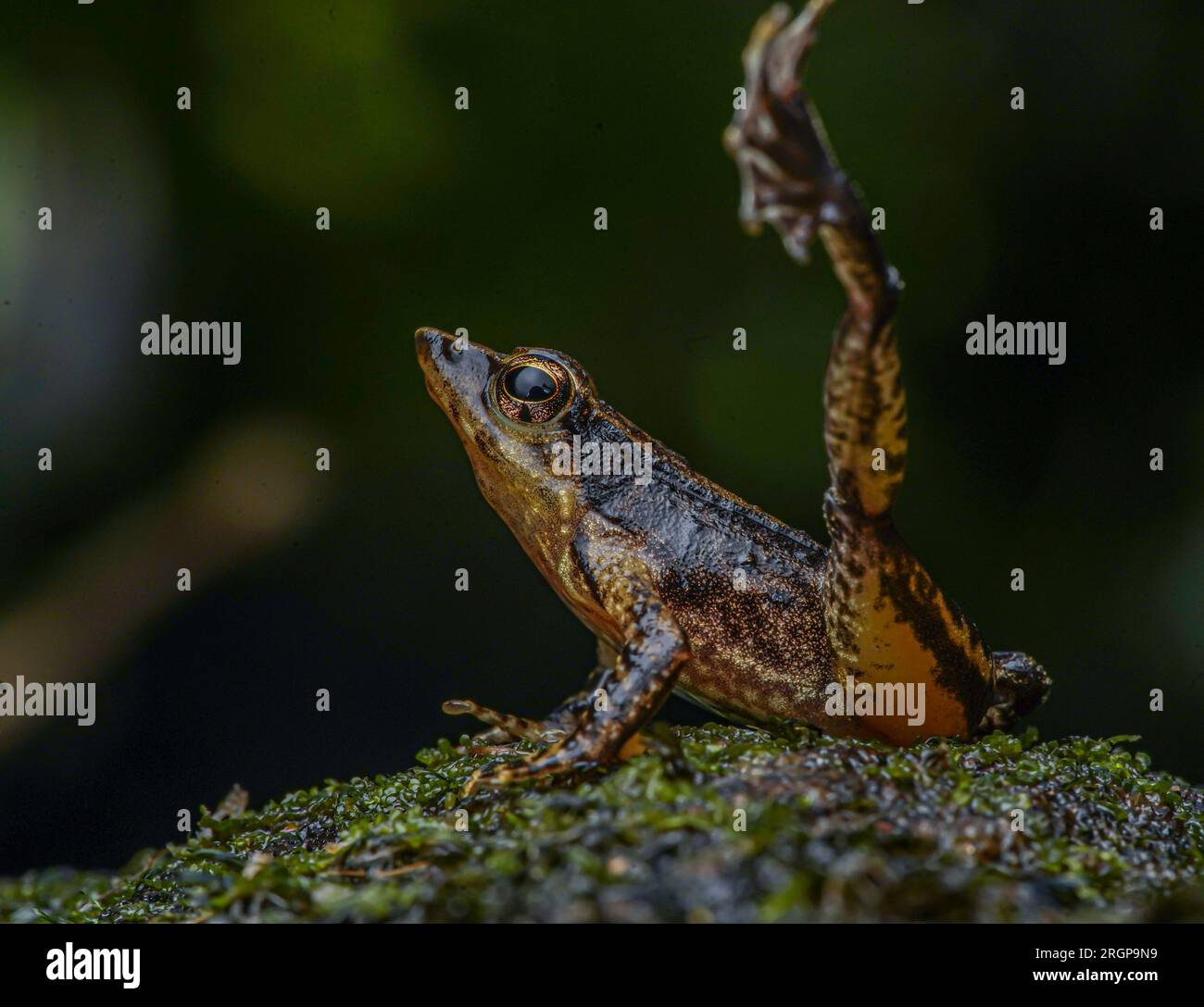 A dancing frog showing off his legs. KARNATAKA; INDIA: THESE ADORABLE ...