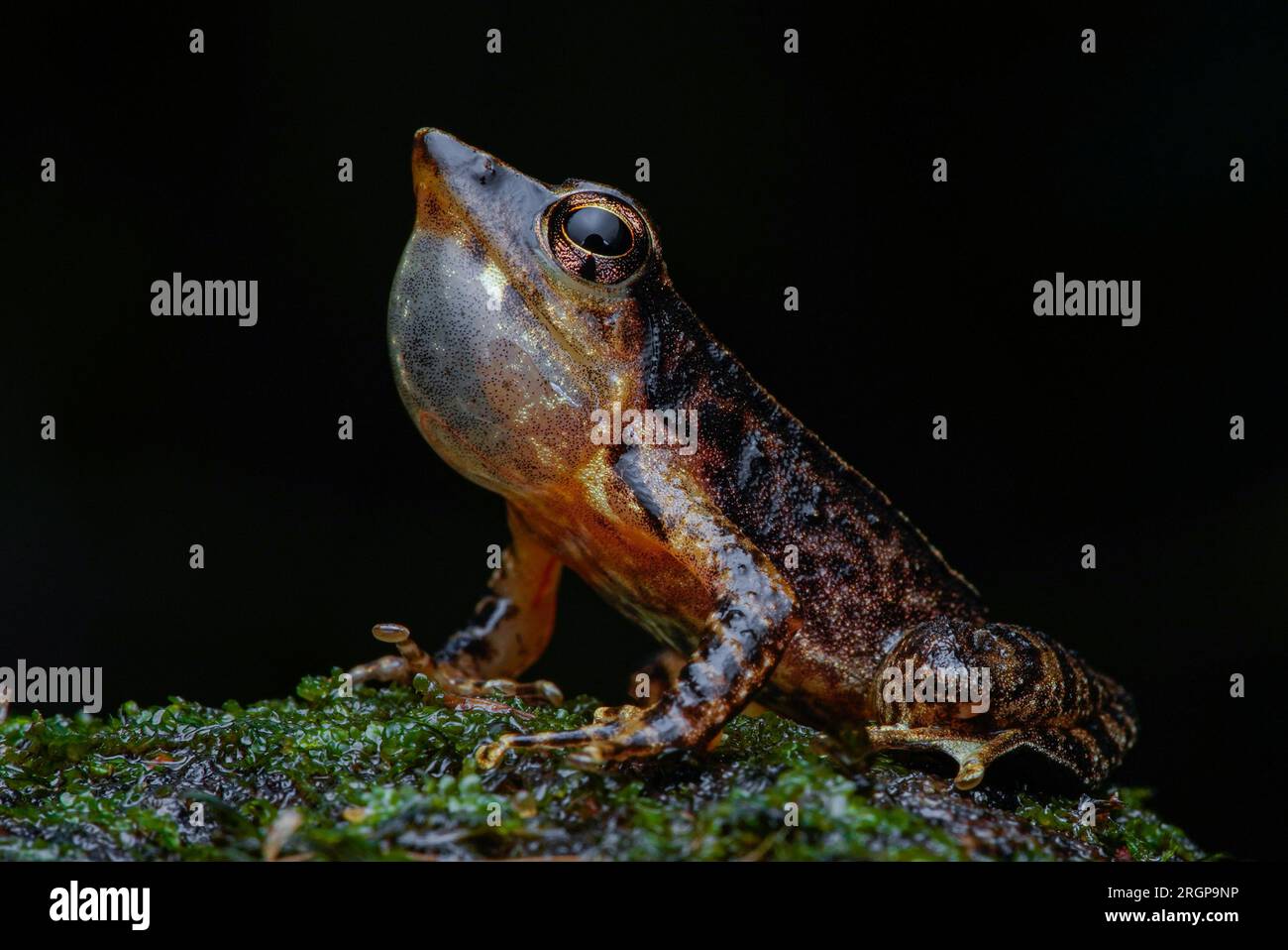 A profile of a dancing frog. KARNATAKA; INDIA: THESE ADORABLE frogs ...