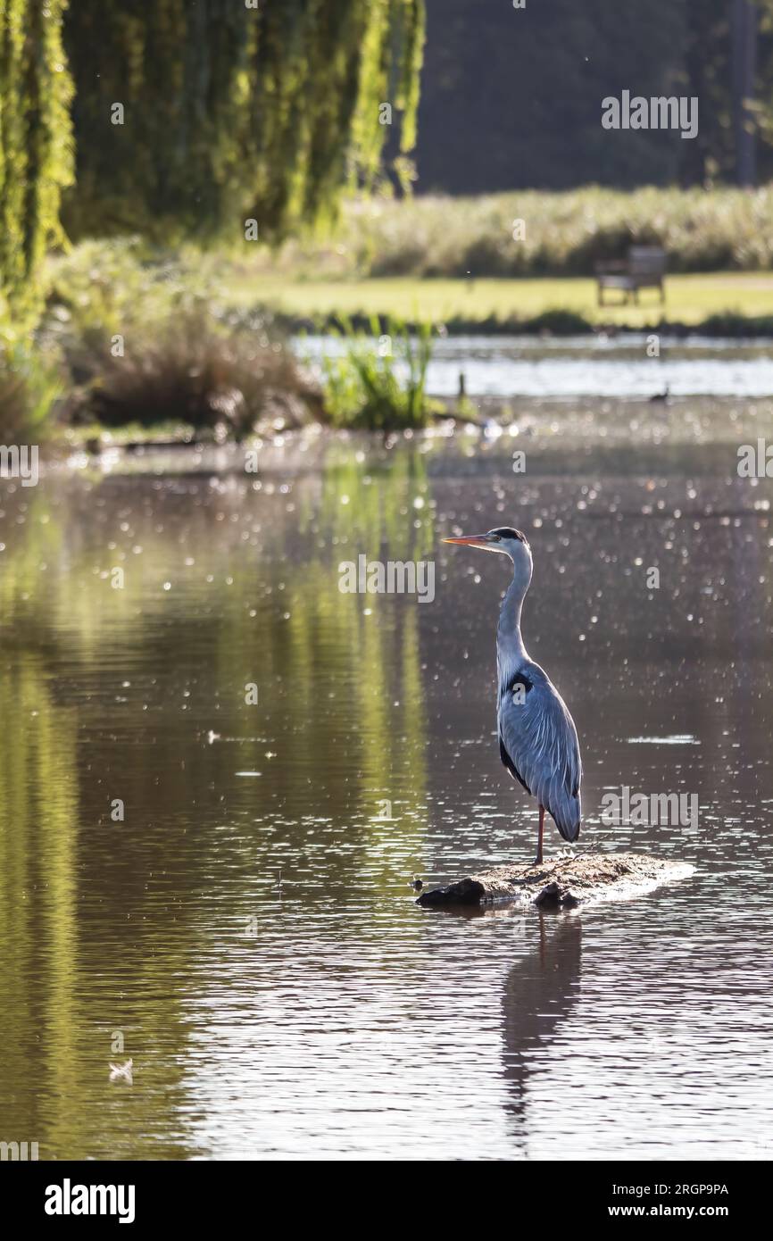 Grey heron standing guard on a log waiting for a fish to swim by Stock ...