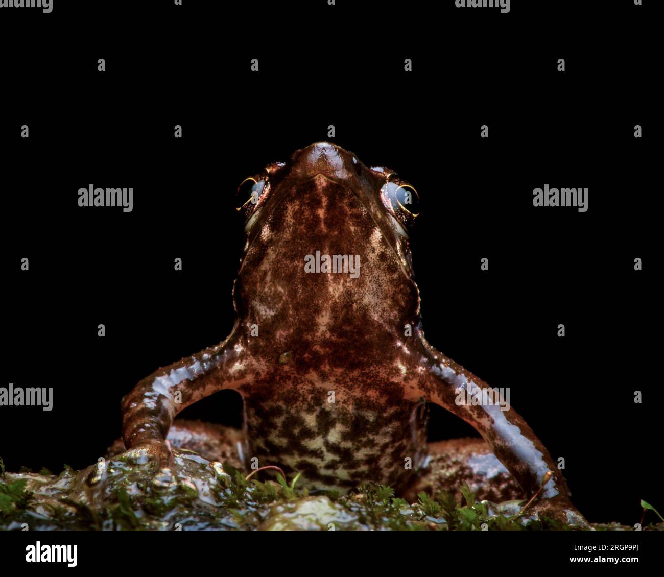 Close-up of a dancing frog. KARNATAKA; INDIA: THESE ADORABLE frogs look ...