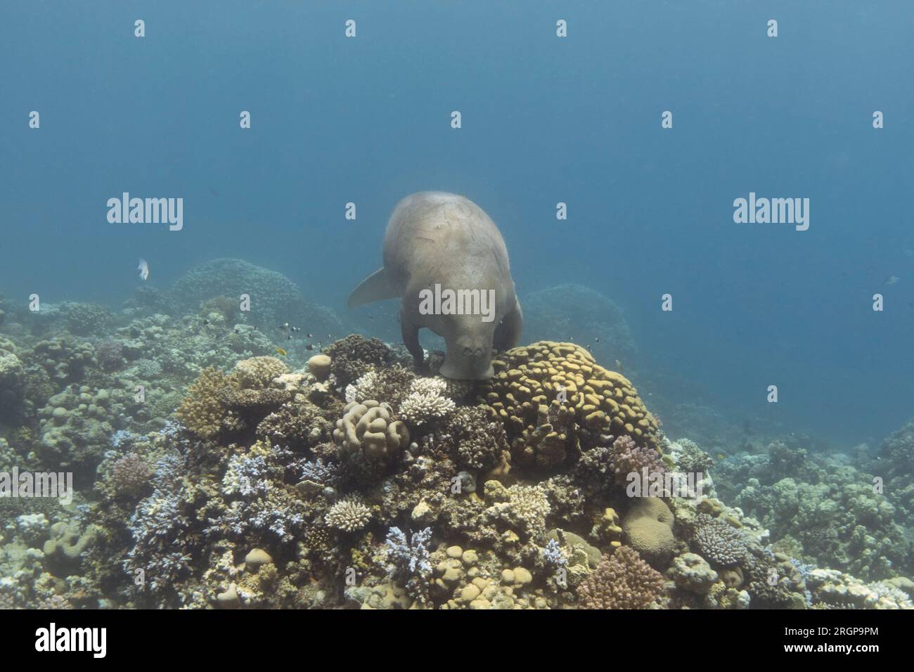 Dugong marine mammal india hi-res stock photography and images - Alamy
