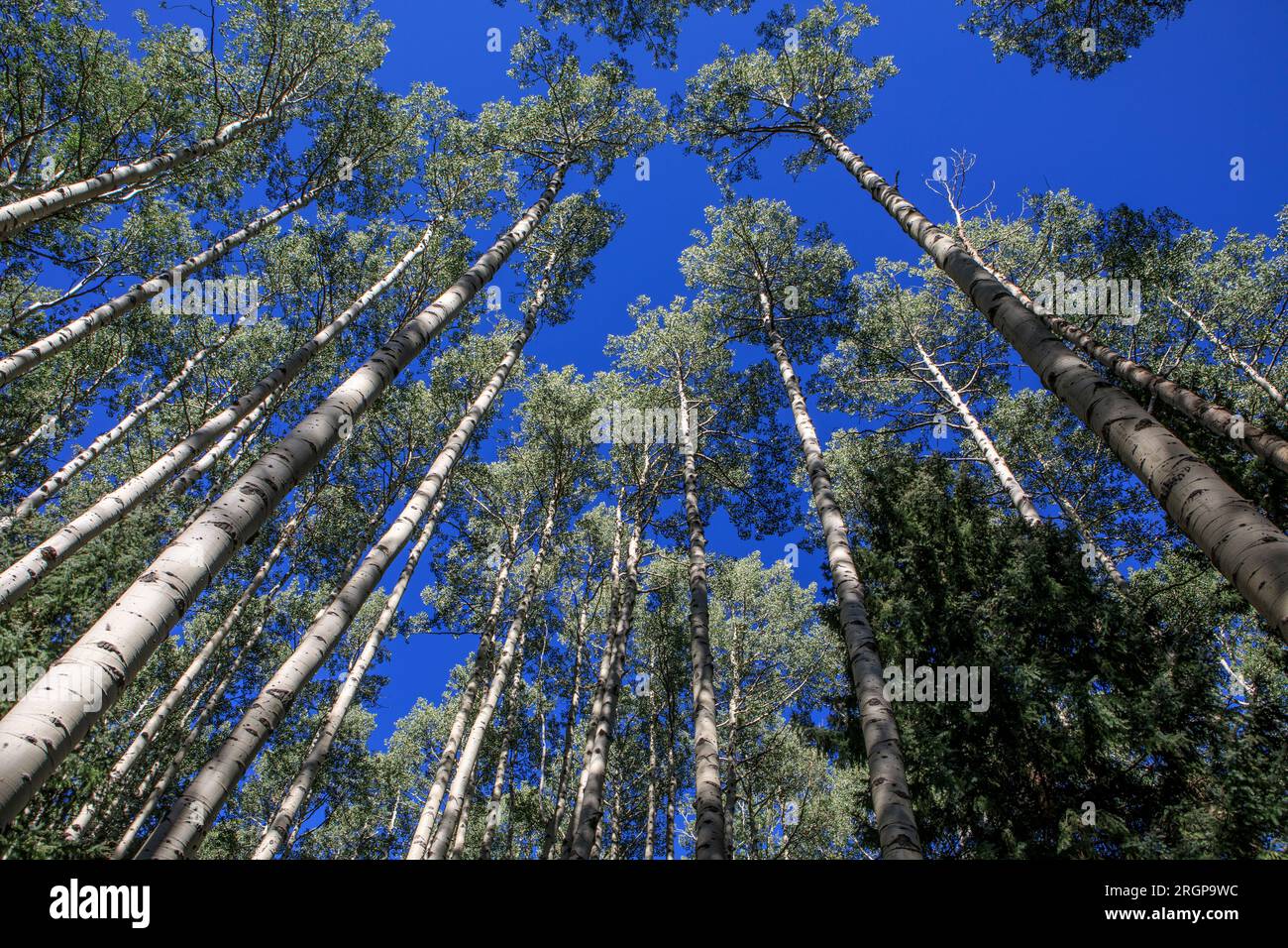Aspen trees seen in the summer in Colorado's San Juan Range Stock Photo ...
