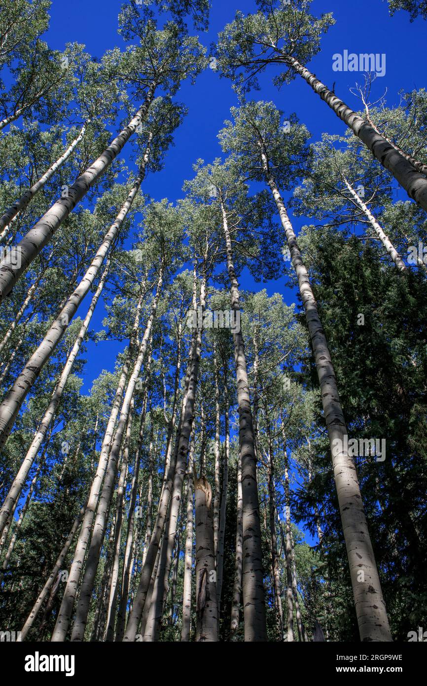 Aspen trees seen in the summer in Colorado's San Juan Range Stock Photo ...