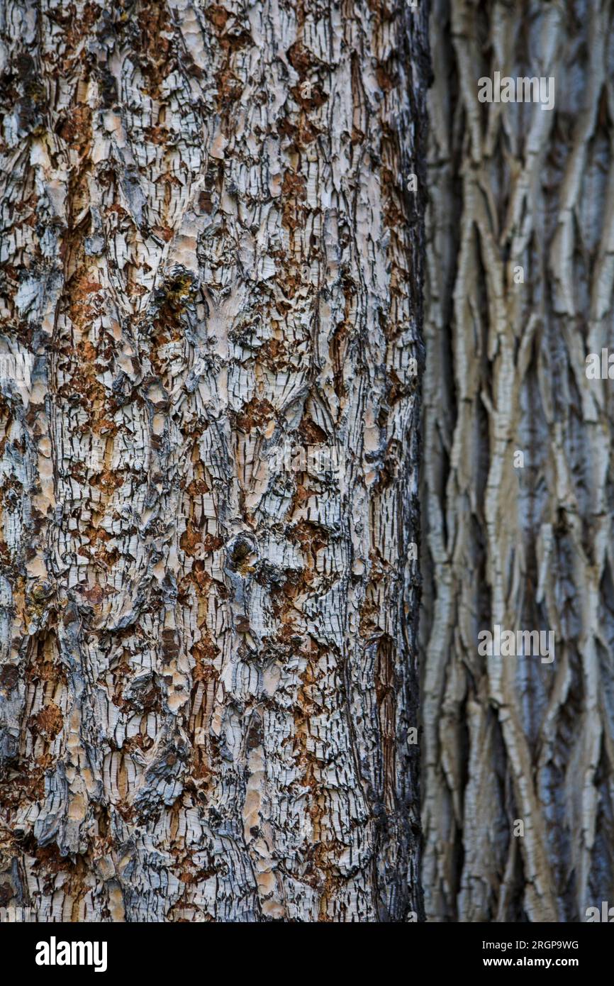 Tree bark patterns in Colorado's San Juan Range Stock Photo - Alamy