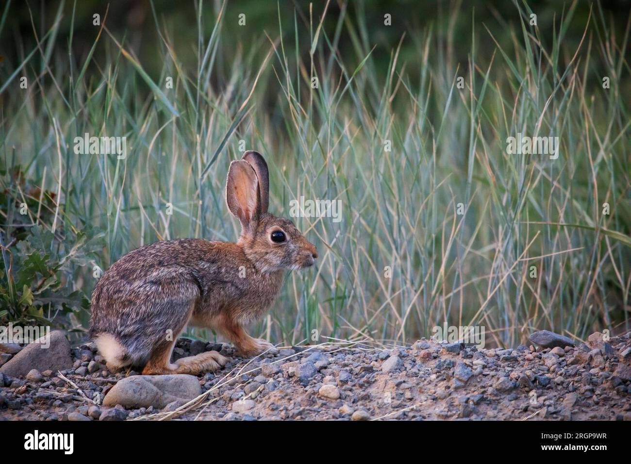 San juan wildlife hi-res stock photography and images - Alamy