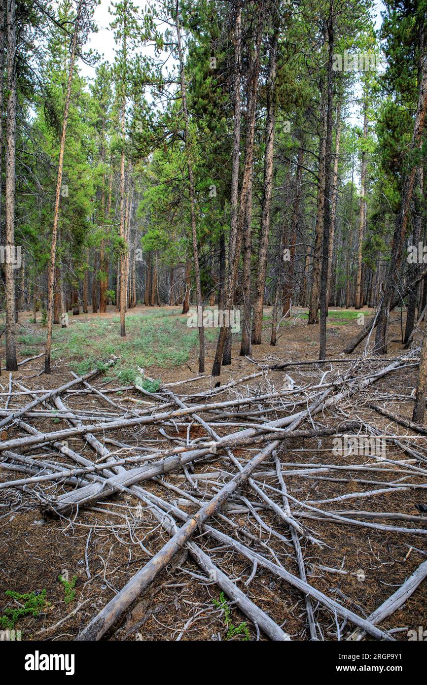 Fallen trees in the forest hi-res stock photography and images - Alamy