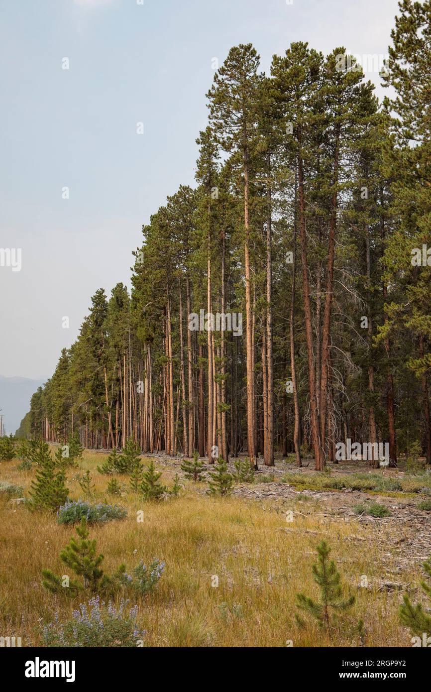 Carefully managed forest boundary near Leadville, CO Stock Photo - Alamy