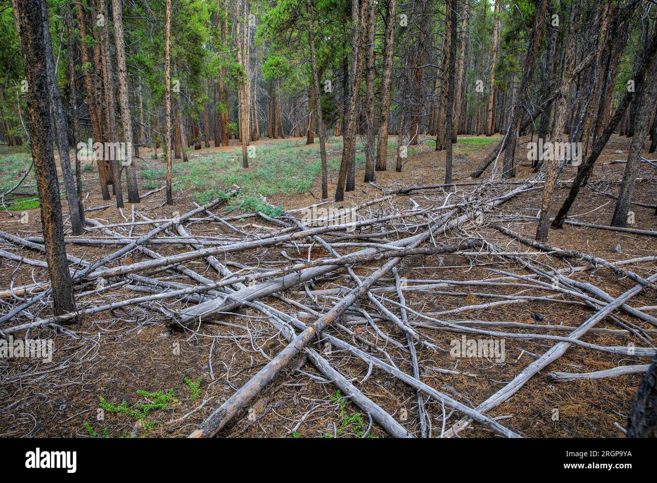 Fallen trees in the forest hi-res stock photography and images - Alamy