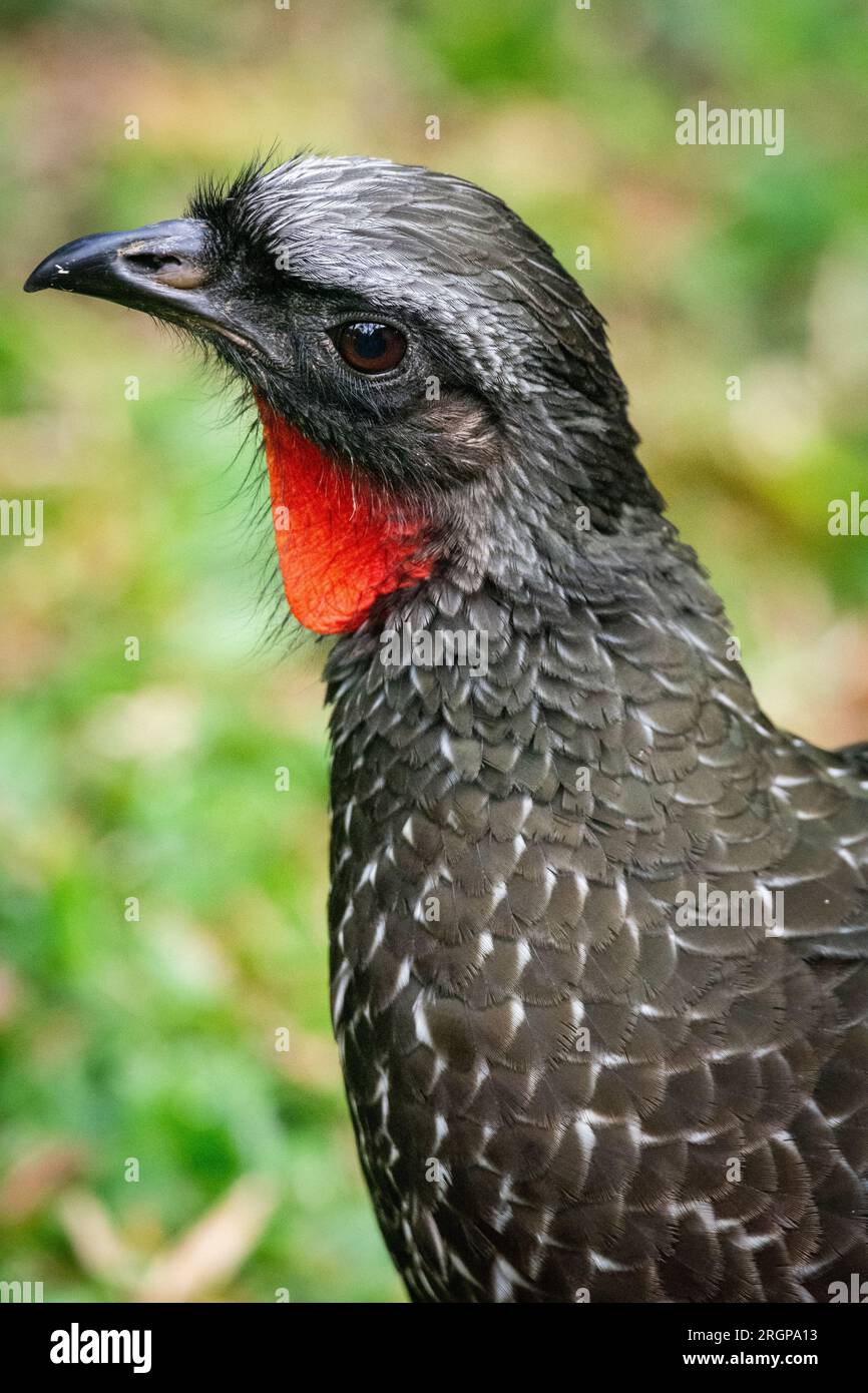 Beautiful view to black bird with red throat (Dusky-legged Guan Stock ...