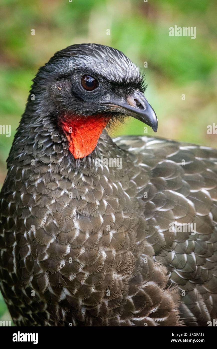 Beautiful view to black bird with red throat (Dusky-legged Guan Stock ...