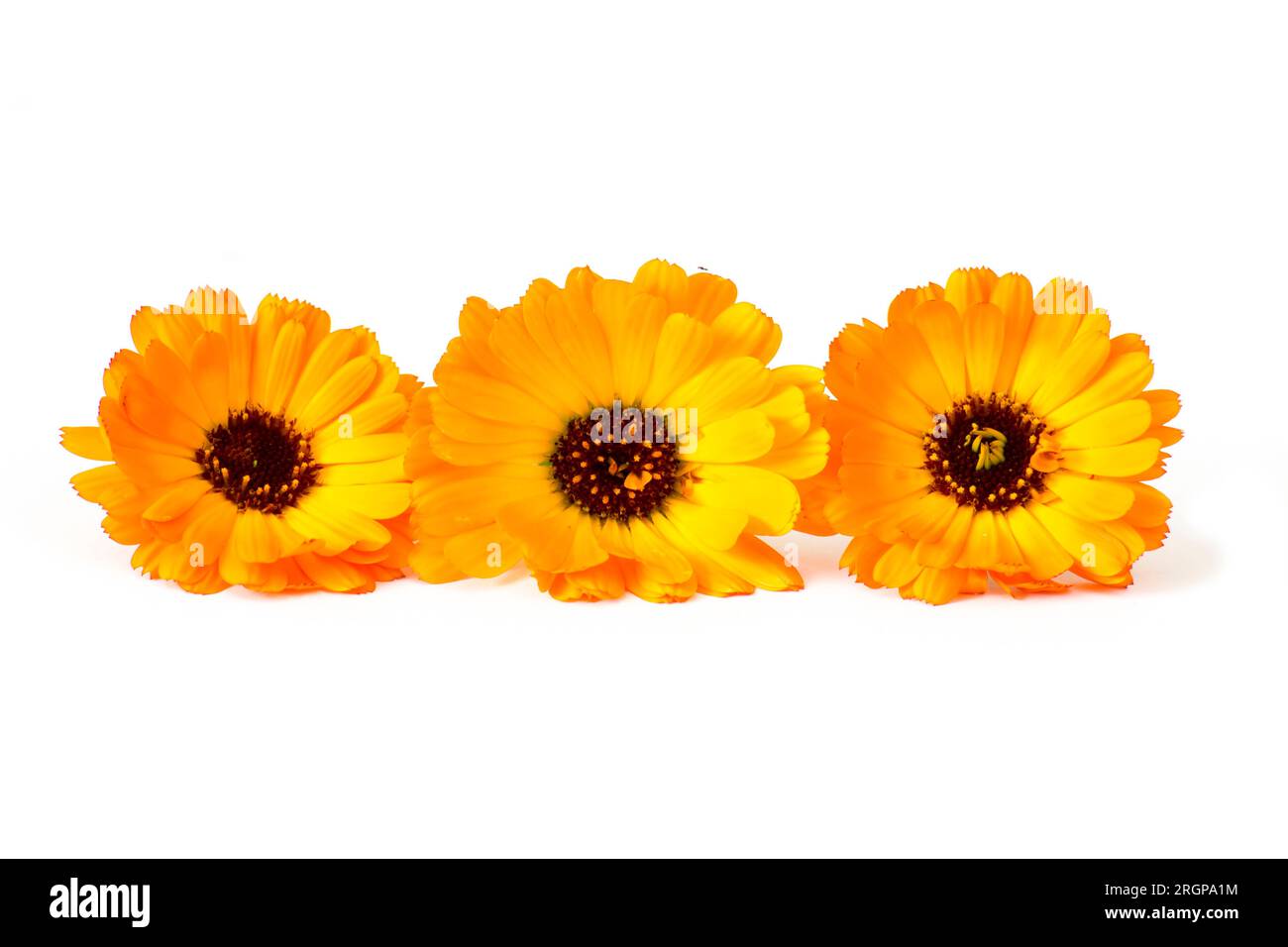 calendula flowers isolated on white Stock Photo - Alamy