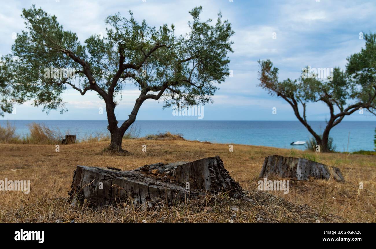 Olive tree stump hi-res stock photography and images - Alamy
