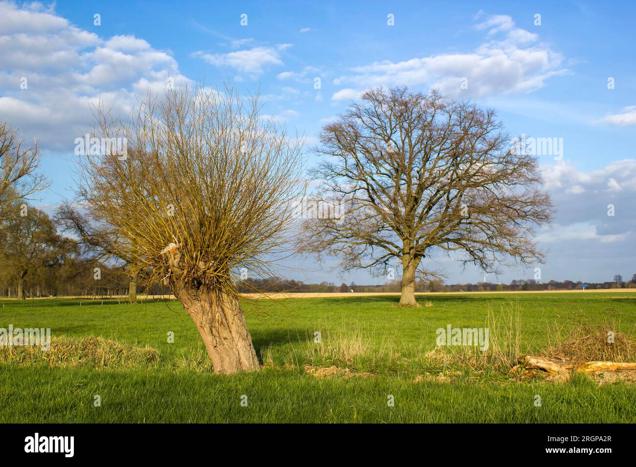 Salix caprea - willow grove. Spring Landscape with several willows grow ...