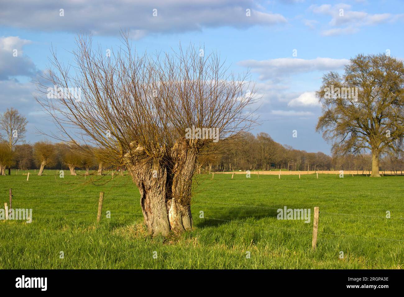 Salix caprea - willow grove. Spring Landscape with several willows grow ...