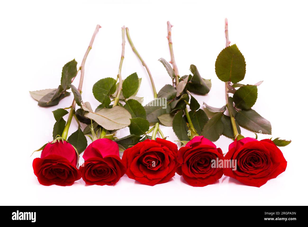 Five leaf roses Cut Out Stock Images & Pictures - Alamy
