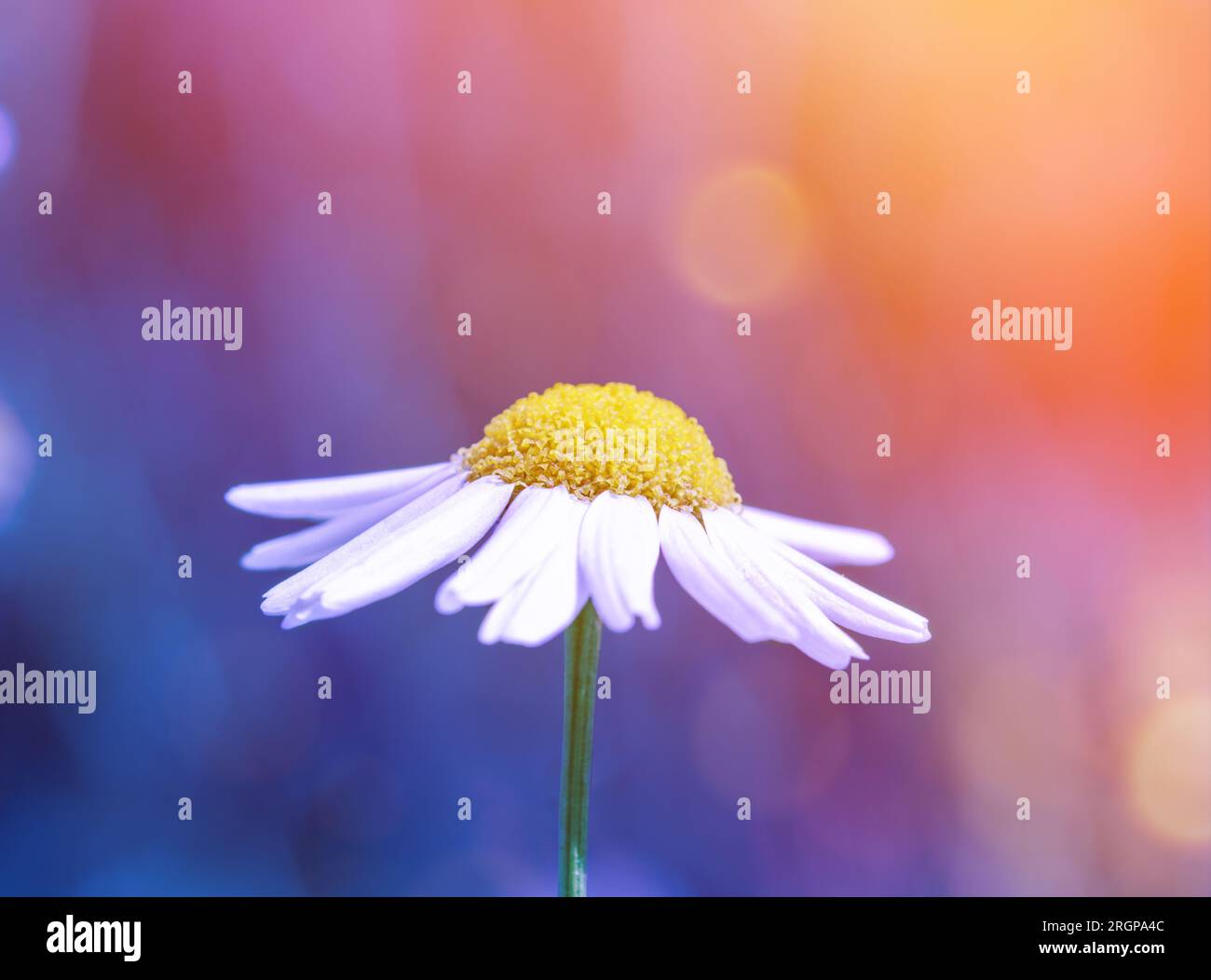 Beautiful white daisy flowers hi-res stock photography and images - Alamy