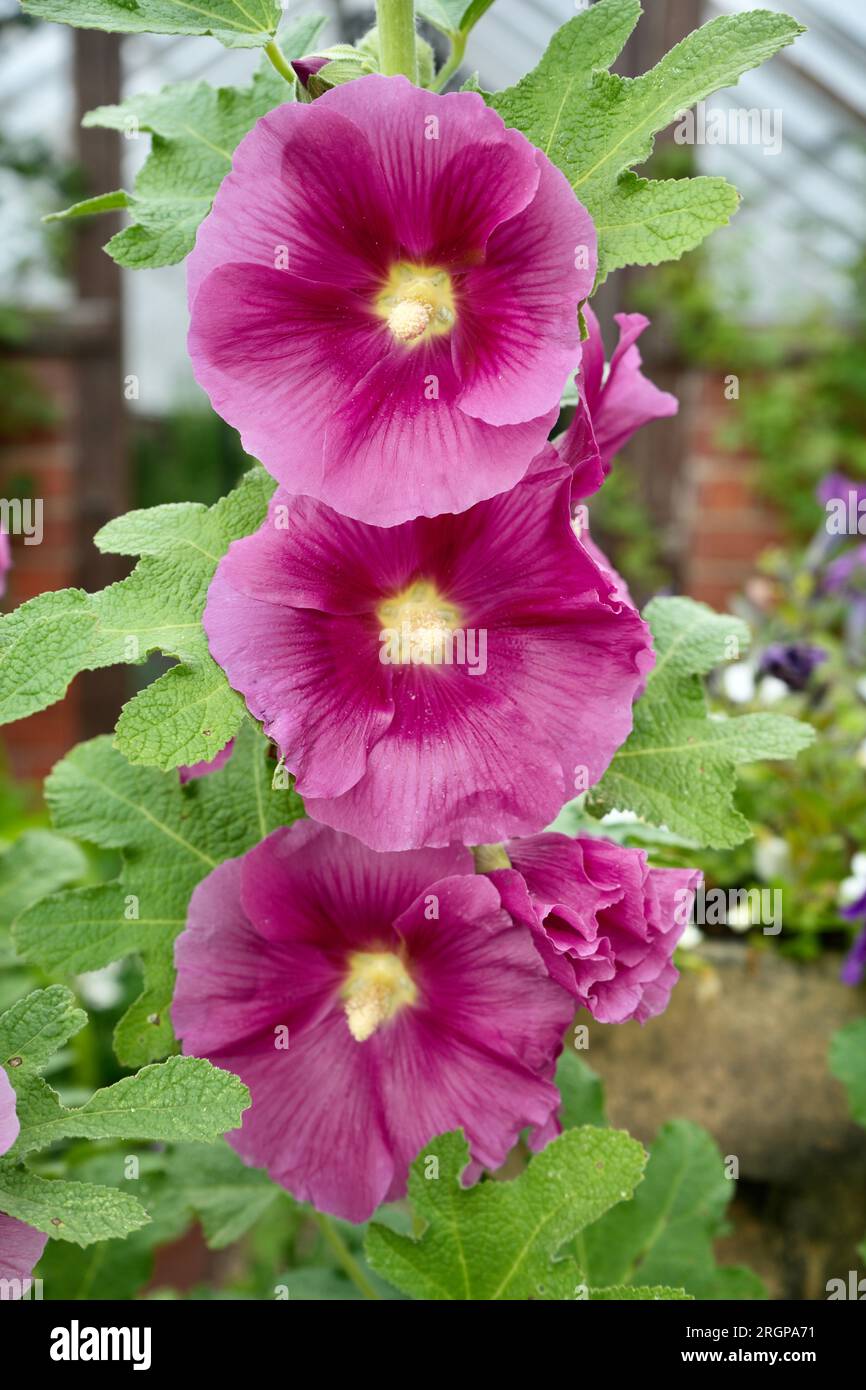 Pink and Yellow Hollyhocks (Alcea Rosea) with greenery behind Stock ...