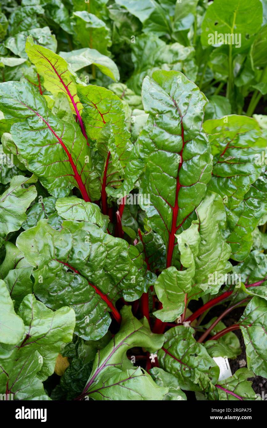 Red and Green Sea Beet Leaves (Beta Vulgaris Stock Photo - Alamy
