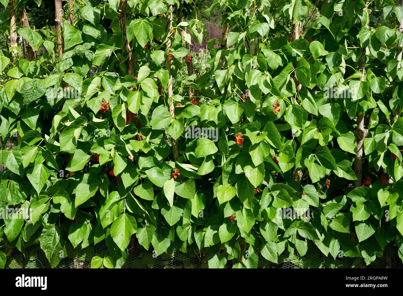 Runner Bean Plants (Phaseolus Coccineus) in the sunshine Stock Photo ...