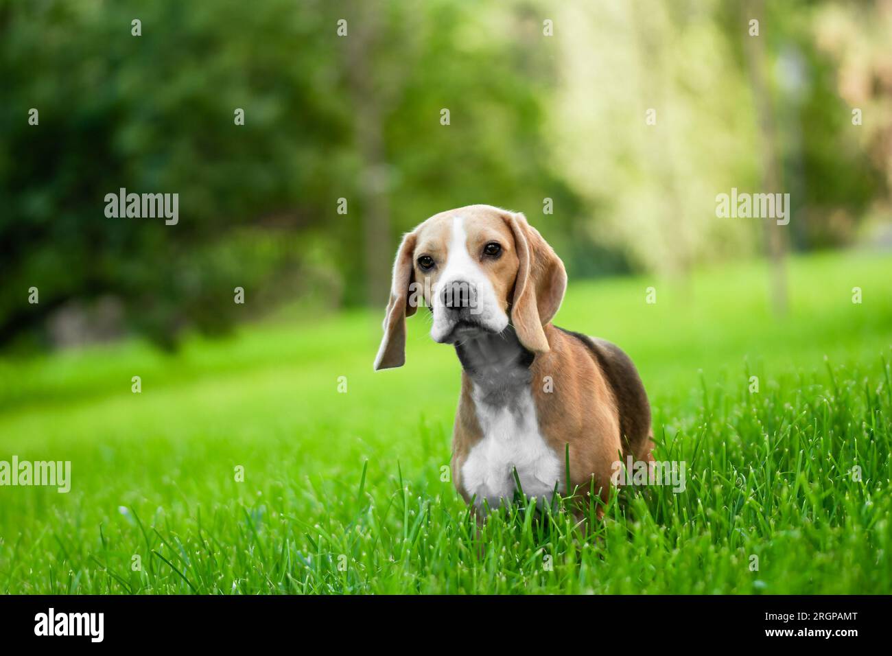 The beagle stands in the green grass field. Breed dog portrait. Cute ...