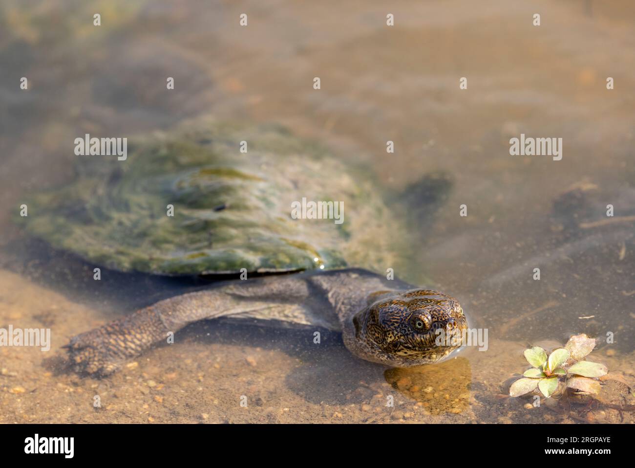 A Pelusios sinuatus otherwise known as a serrated hinged terrapin swims ...