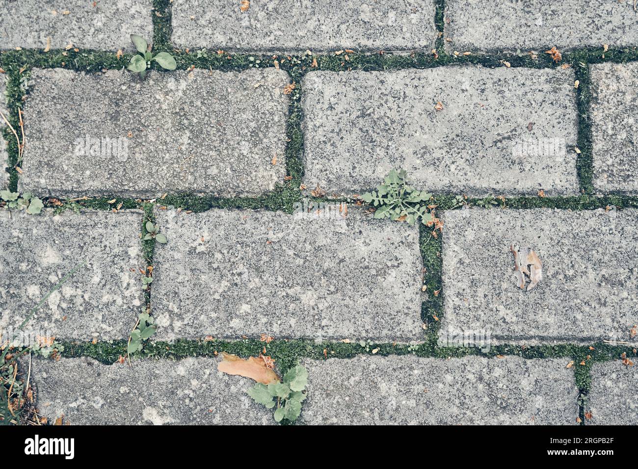 Paving slabs. Seamless textures, amenable to stacking, close-up rows ...